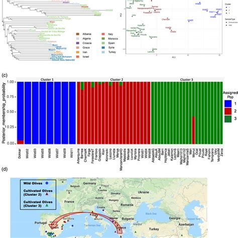 Gene Duplication Gd Analysis Of Picual Genome Gene Duplication Download Scientific Diagram