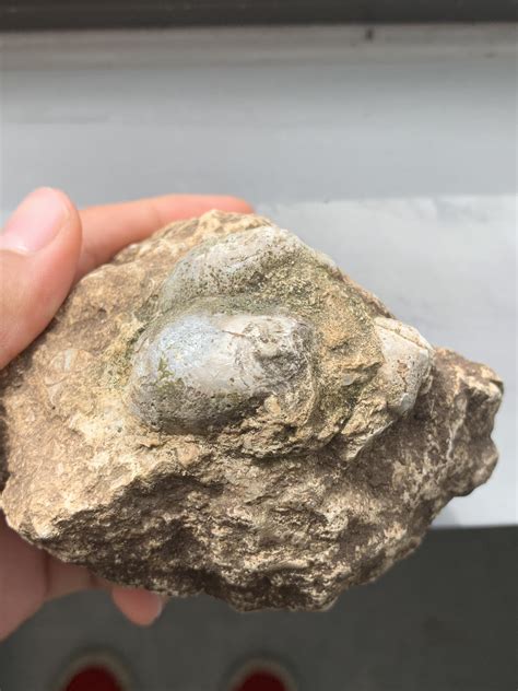 Is This A Bivalve Or Just A Rock Thank You Found In Central Texas R Fossilid