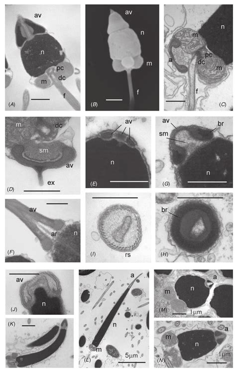 Figure 24 Investigating The Bivalve Tree Of Life An