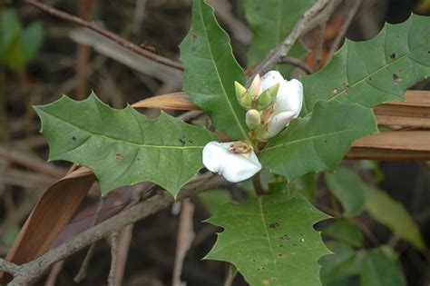 Worldview Myanmar မှိုများစိုက်ပျိုး ဝင်ငွေတိုး တစ်ပိုင်တစ်နိုင်မှိုစိုက်ပျိုးခြင်းသည
