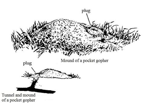 Pocket Gopher Damage Prevention And Control Methods Internet Center Pocket Gopher Damage Prevention And Control Methods Internet Center