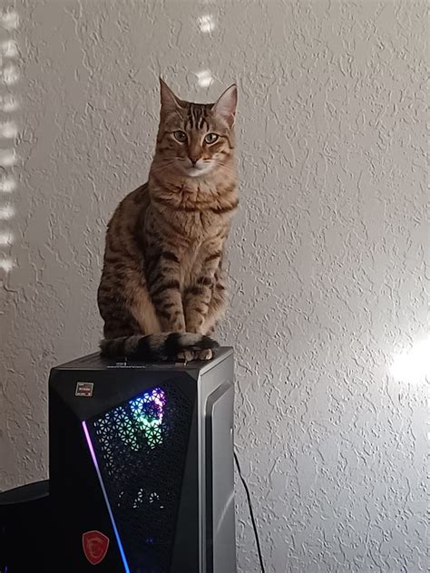 Test Your Software For Defects By Sirthunderbuns Fiverr