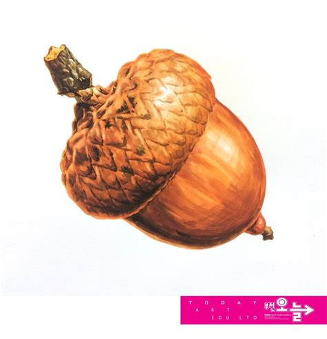 도토리 상명대주제 재미 재미있게그리기 쉽게그리기 수채화 그림스타그램 디자인수업 개체 그림 그림동영상 디자인영상 기초디자인 과정작 미대입시 입시미술