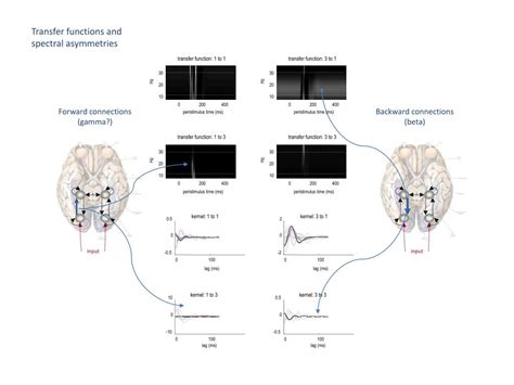 Ppt Dynamic Causal Modelling Of Electromagnetic Responses Powerpoint Presentation Id 1879996