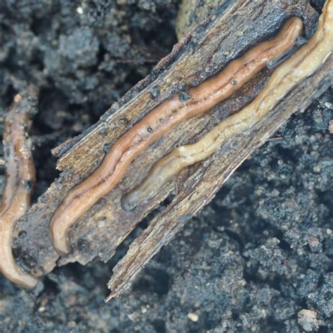 Toxic Hammerhead Worm Spotted In St Thomas Garden Cbc News