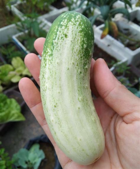 Cara Tanam Timun Mini Berbuah Dengan Cepat Lebih Rangup