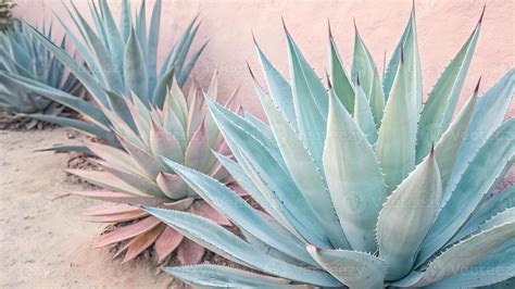 Aéreo Ver De Desierto Paisaje Con Agave Plantas Destacando árido