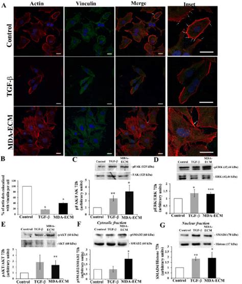 Interaction With Mda Ecm Triggered Integrin And Tgf β Associated