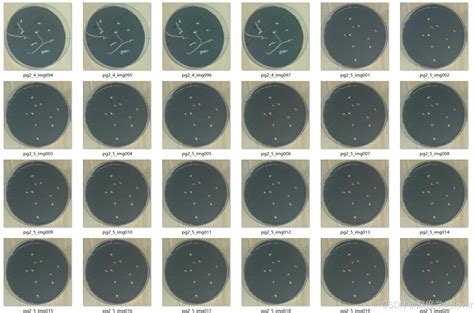 ＜数据集＞种子发芽识别数据集＜目标检测＞ Csdn博客