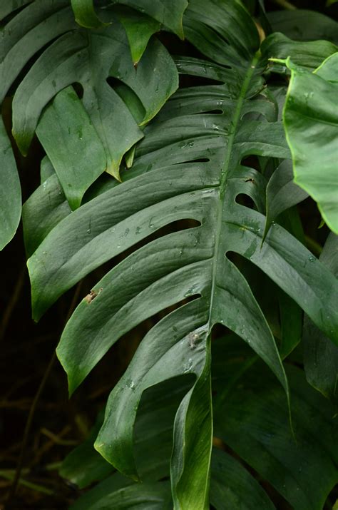 나뭇잎 녹색 녹지 도시 정글 리프 텍스처 몬스테라 무성한 밀림 바나나 잎 생체친화적 디자인 수직 쐈어 스위스