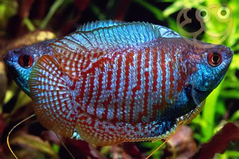 Dwarf Gourami Care Interesting Facts [a Comprehensive 51 Off