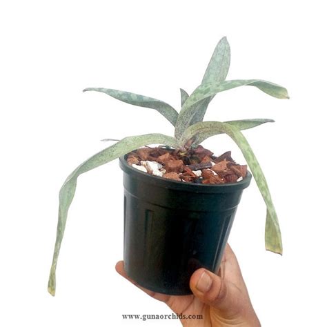 Paphiopedilum Orchids For Sale Buy Ladys Slipper Orchid Plants