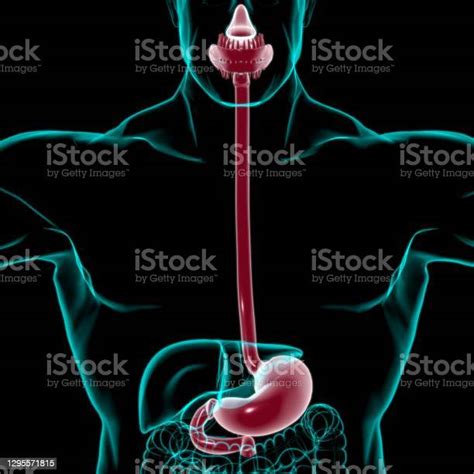 위 해부학 인간 소화 시스템 의료 개념 3d 렌더링 0명에 대한 스톡 사진 및 기타 이미지 0명 3차원 형태 개념 Istock