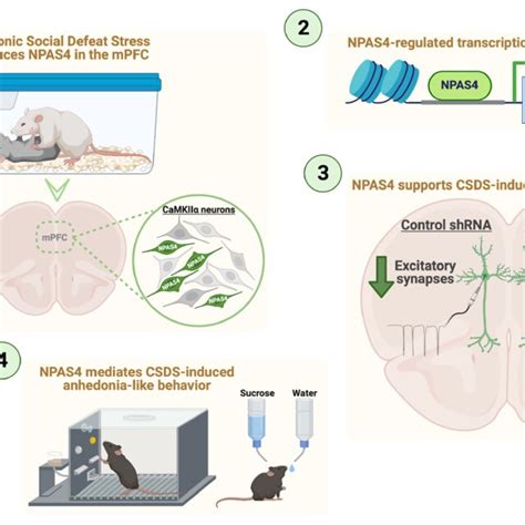 Summary For Npas4 In The Medial Prefrontal Cortex Mpfc Mediates