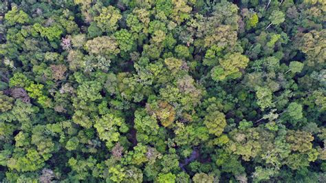 Research Shows The Current Diversity Of Tree Species Has Been Shaped By