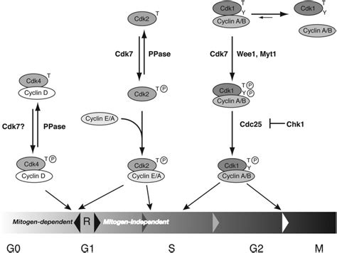 The CDK Network Linking Cycles Of Cell Division And Gene Expression PMC