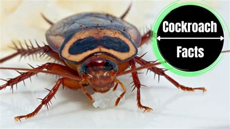 Cockroach Bite Symptoms And Treatment At Home A Visual Guide The Cockroach Facts