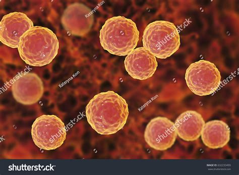 Enterococcus Faecium Gram Stain
