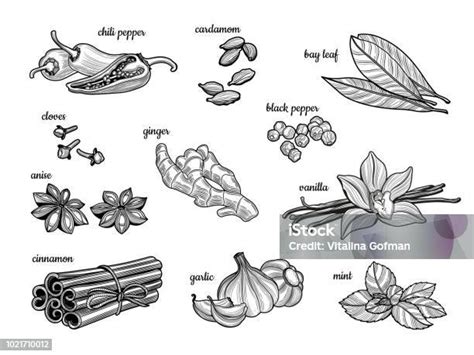 향신료의 집합입니다 후추 계 피 박하 정 향 칠리 고추 바닐라 베이 잎 스타 아니 스 마늘 카 다 몬 생강 칠리에 대한 스톡 벡터 아트 및 기타 이미지 Istock
