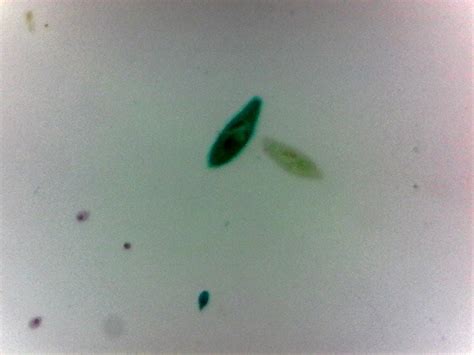 Protozoa Mixed Prepared Microscope Slide