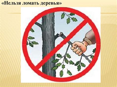 Берегите лес Нельзя ломать деревья Online Presentation