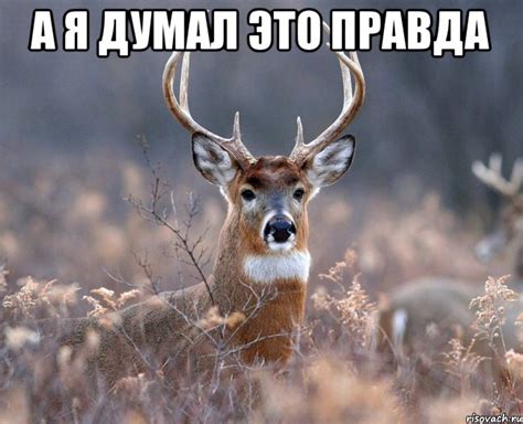 А я думал это правда Мем Наивный олень Рисовач Ру