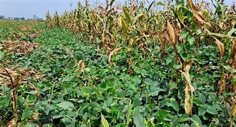 Transforming Nigerian Female Farmers Lives Through Soybean And Cowpea Production To Alleviate