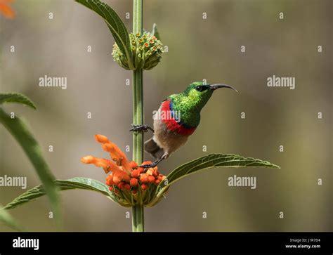 Southern Double Collared Sunbird Cinnyris Chalybeus Sitting On