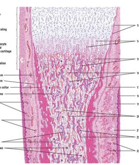 Endochondral Ossification Long Bone Diagram Quizlet