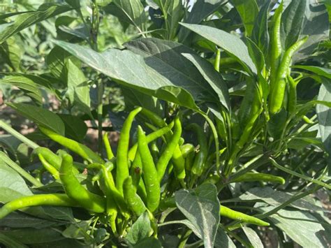 Muhammad Asfand Chawla On Linkedin Redchilli Qualityassurance