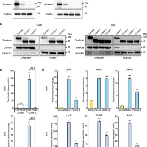 Downregulation Of Cytokines In Human Hcc Samples With Ctnnb1 Hotspot Download Scientific