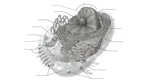 Human Cell Anatomy Diagram Quizlet Human Cell Anatomy Diagram Quizlet