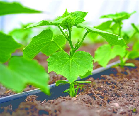 Stf Sulama Sistemleri Ile Tarımda Verimliliği Artırın Stf