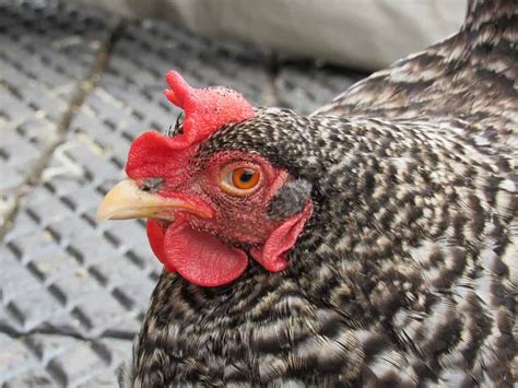 What Are The Red Things On A Chickens Head Proper Names And Why They