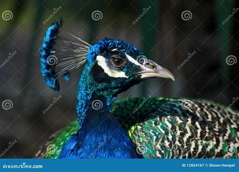Peacock Portrait Stock Image 18346141