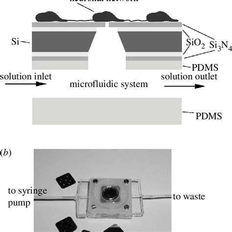 A Schematic Of The Interface Between A Pdms Microfluidic System And