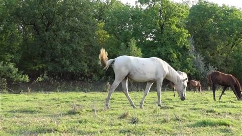 Спаривание жеребца Аппалузы покрытие кобылы ирландской спортивной