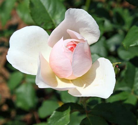 Southern Lagniappe An Old Fashioned Rose Garden