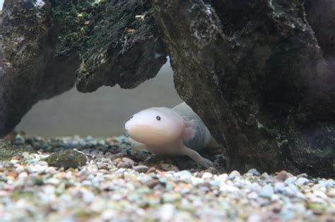 우파루파 키우기 도롱뇽 먹이 도룡용 알려줄게 네이버 블로그