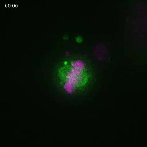 Figures And Data In Spatiotemporal Control Of Mitotic Exit During