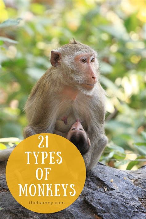 21 Different Types Of Monkeys Old New World Photos More Artofit