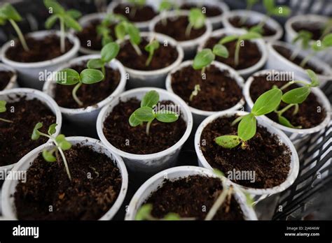Shallow Depth Of Field Selective Focus Details With Plant Saplings Ready To Be Planted Stock