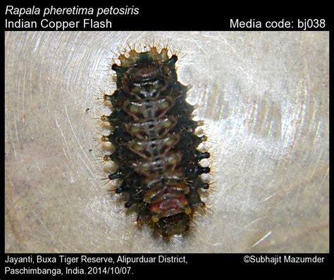 Rapala Pheretima Butterfly