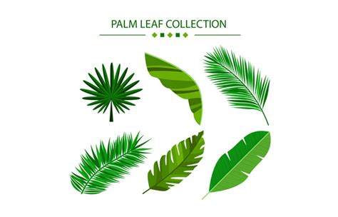 热带植物叶子简笔画 叶子简笔画 叶子像扇子的植物图片 大山谷图库