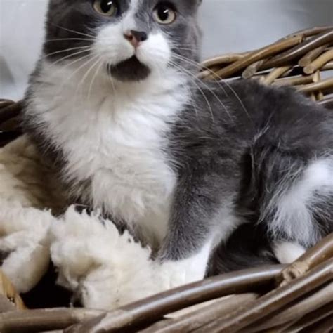 Котенок мальчик купить в Москве цена 10 руб дата размещения 21 09 2024 Кошки