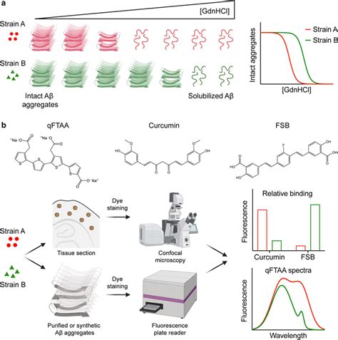 Biochemical Tools For Discriminating Aβ Strains A In The Download