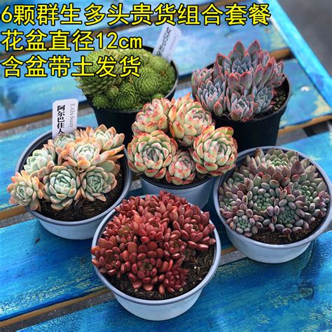 多肉植物老桩一筐一拍多肉巨型整箱批多肉含盆带土新手多肉大老桩 虎窝淘
