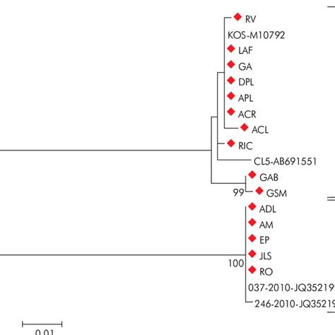 Dendrogram Constructed From The Partial Sequences Of The Gene Encoding Download Scientific