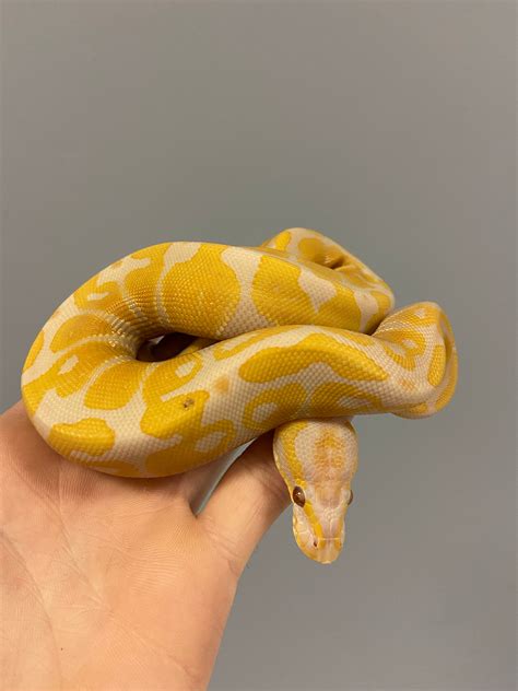 Lavender Albino Ball Python