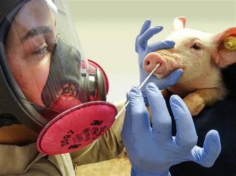 Viral Ping Pong “swine Flu” Strain Has Passed From Humans To Pigs